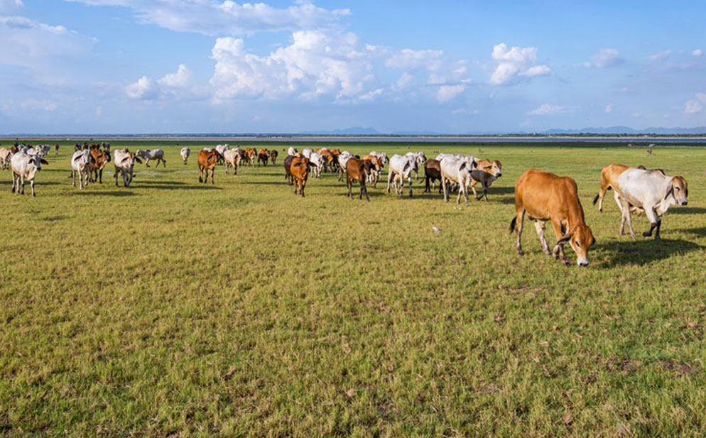 header-case-agribusiness | Siecap