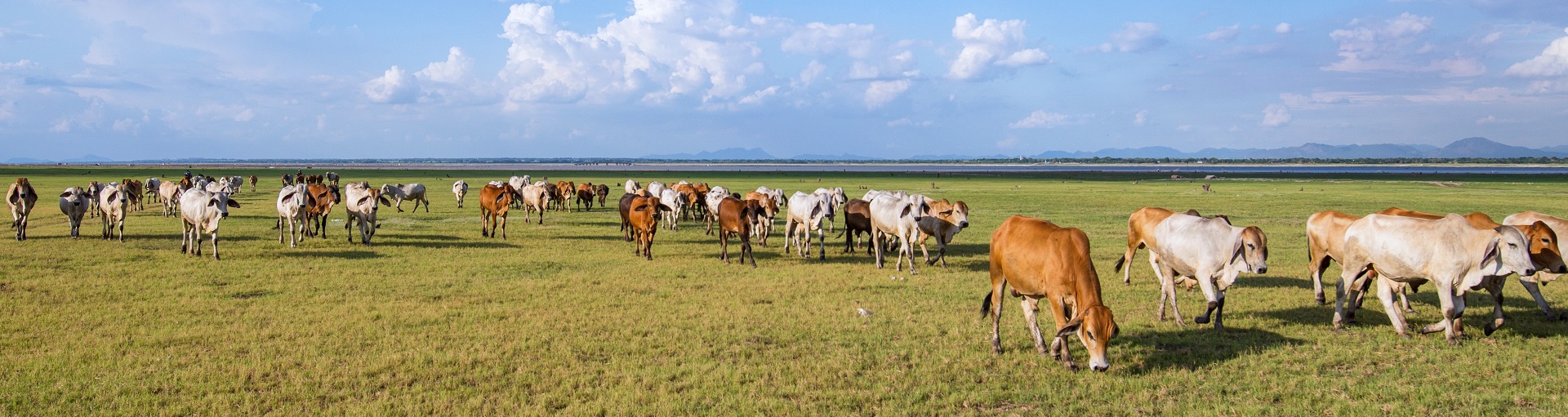 Siecap | Project Management Consultants and Advisory