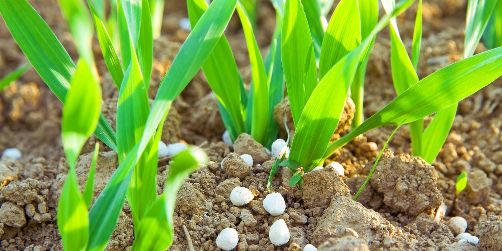 Future Distribution Network | Siecap